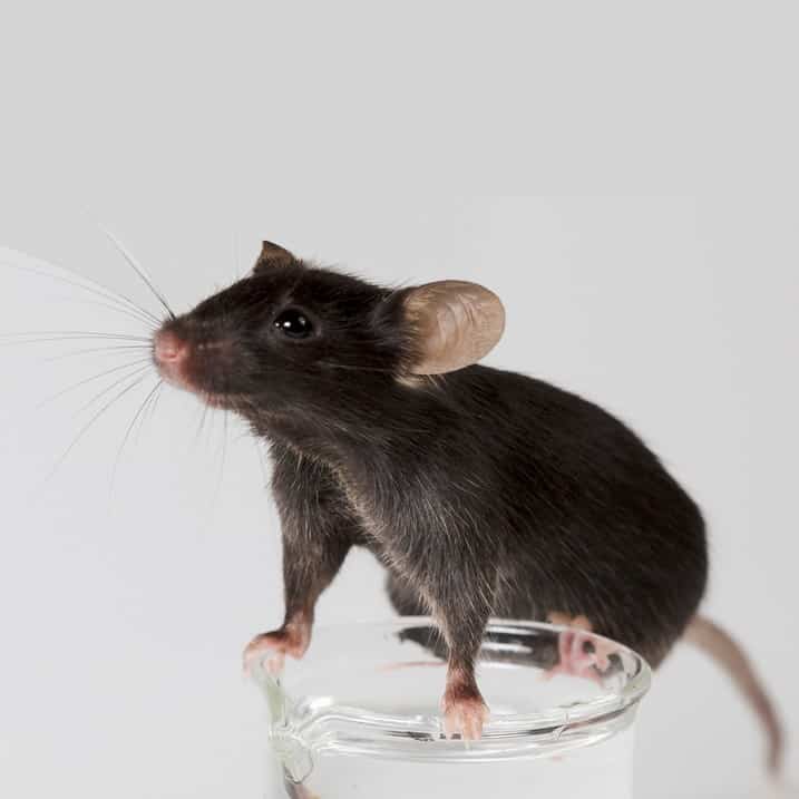 Lab Animals and their Microbiomes: Awareness for Research